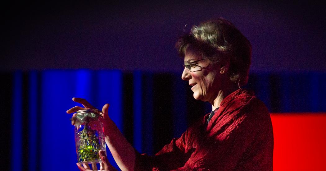 Sara Lewis: The loves and lies of fireflies | TED Talk