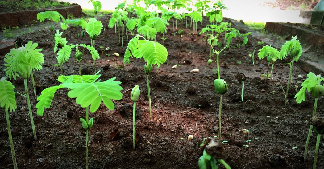 How to grow a forest in your backyard