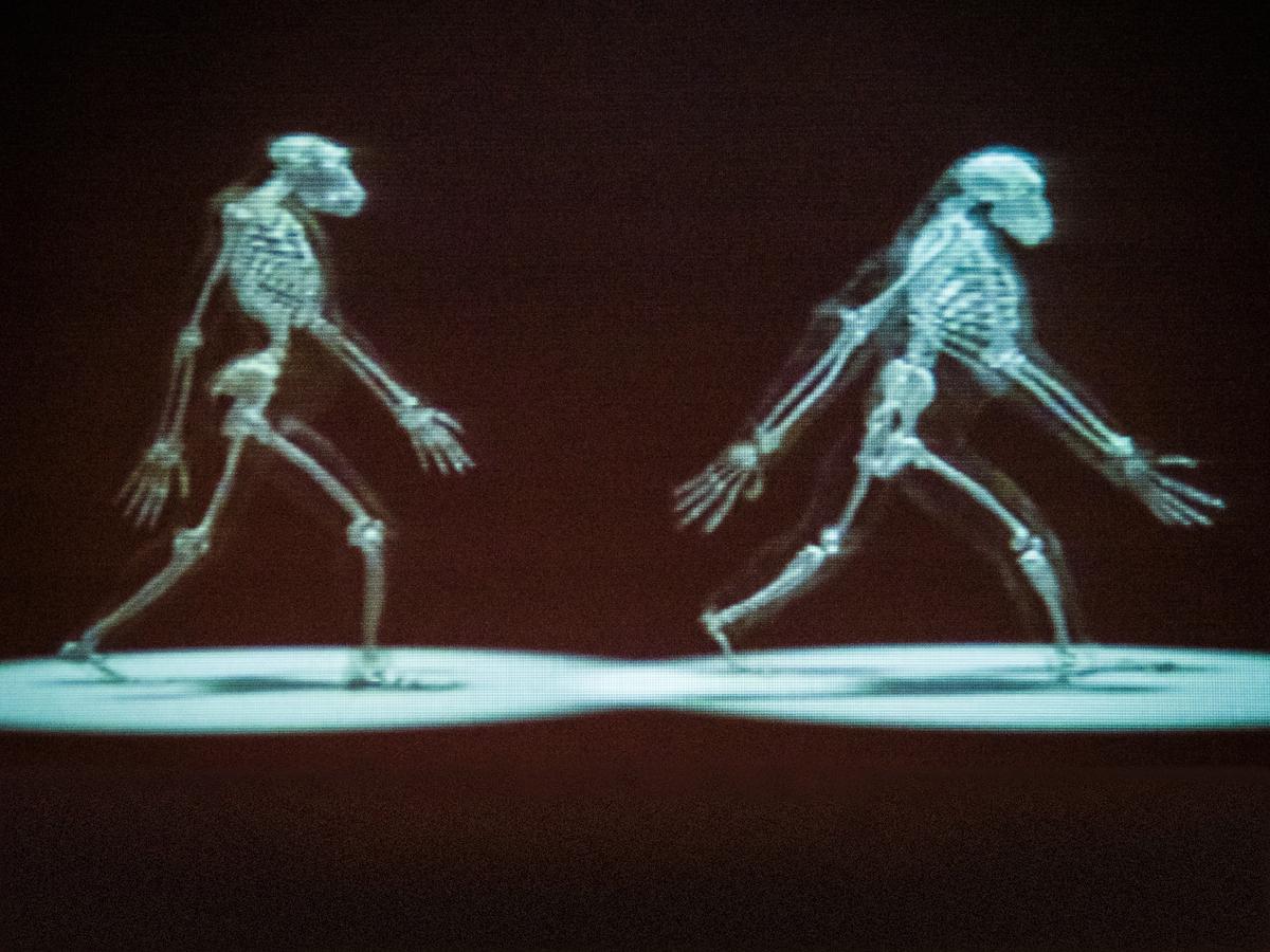 Susan Savage-Rumbaugh: The gentle genius of bonobos | TED Talk