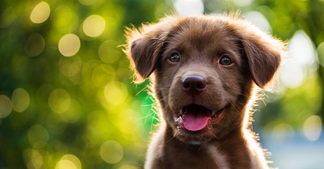 Talks that'll give you a warm, fuzzy feeling | TED Talks