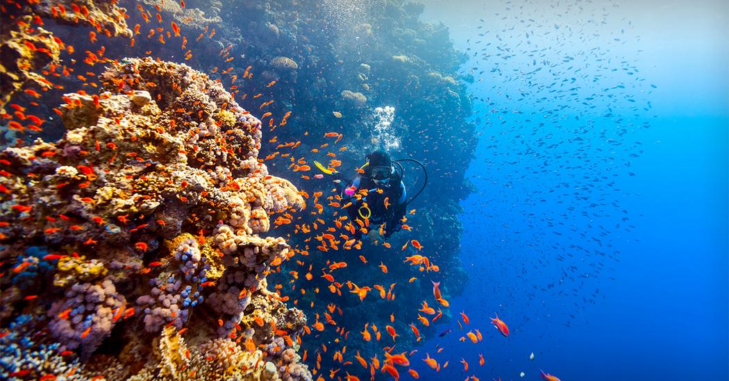 Ocean wonders | TED Talks