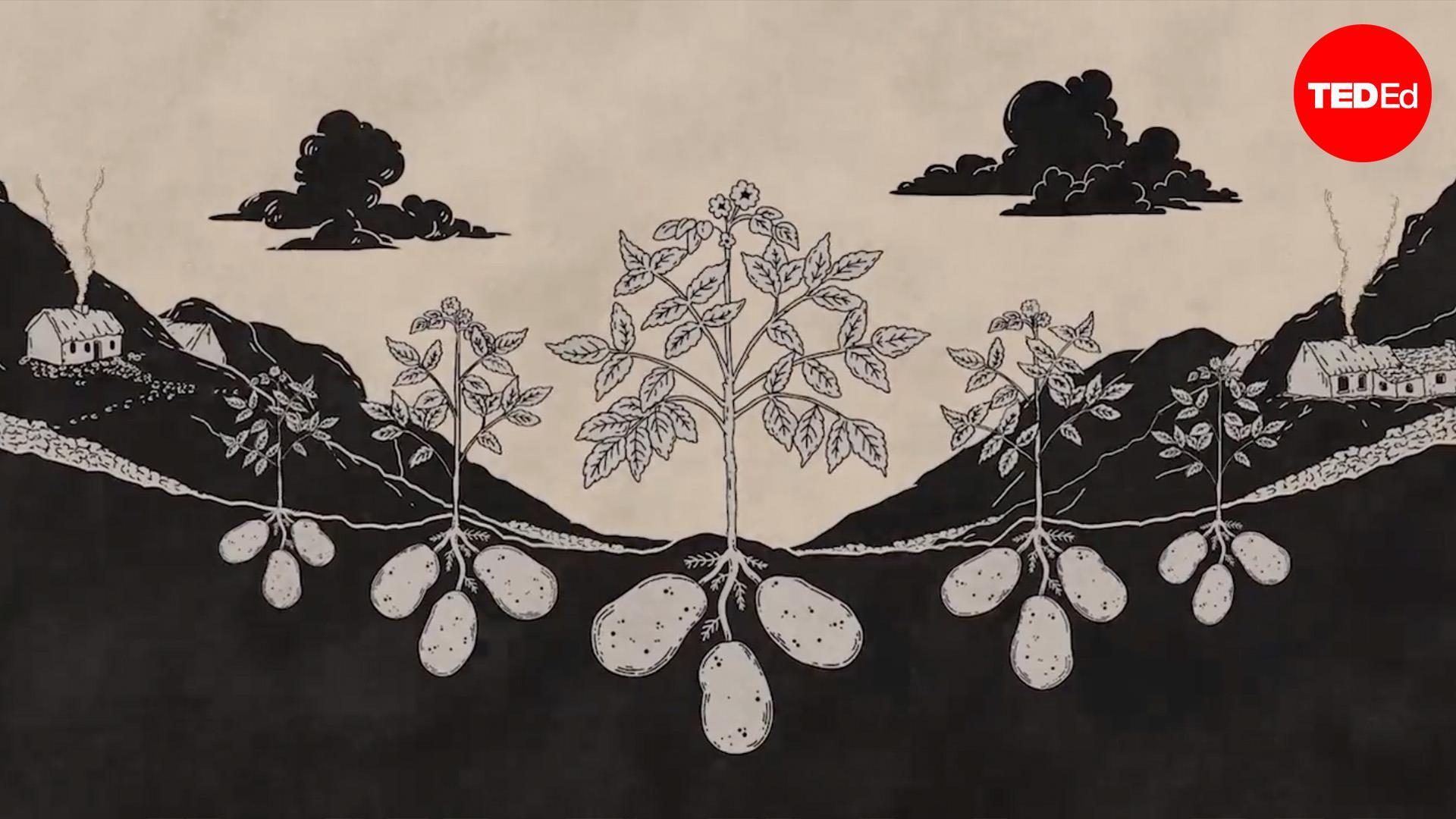 Stephanie Honchell Smith: What really caused the Irish Potato Famine ...