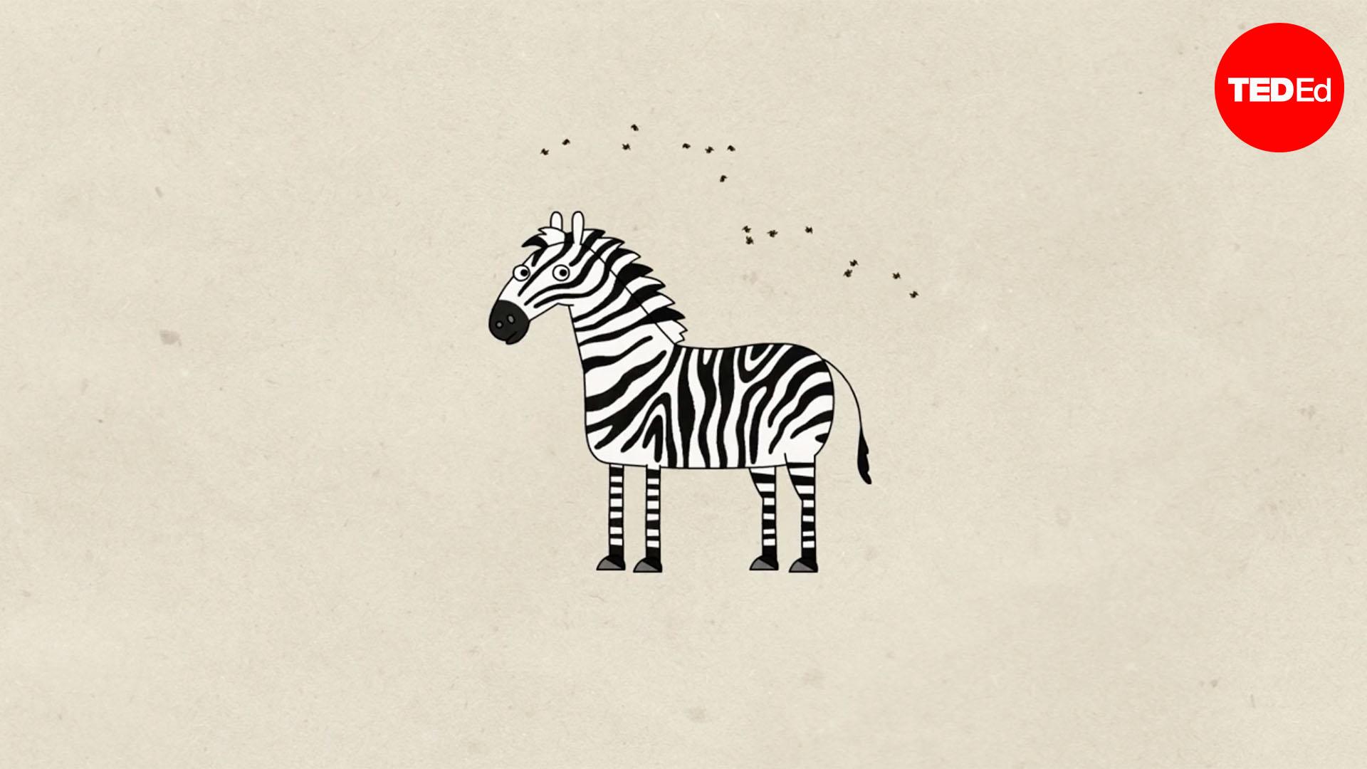 Cella Wright: The surprising reason zebras have stripes | TED Talk