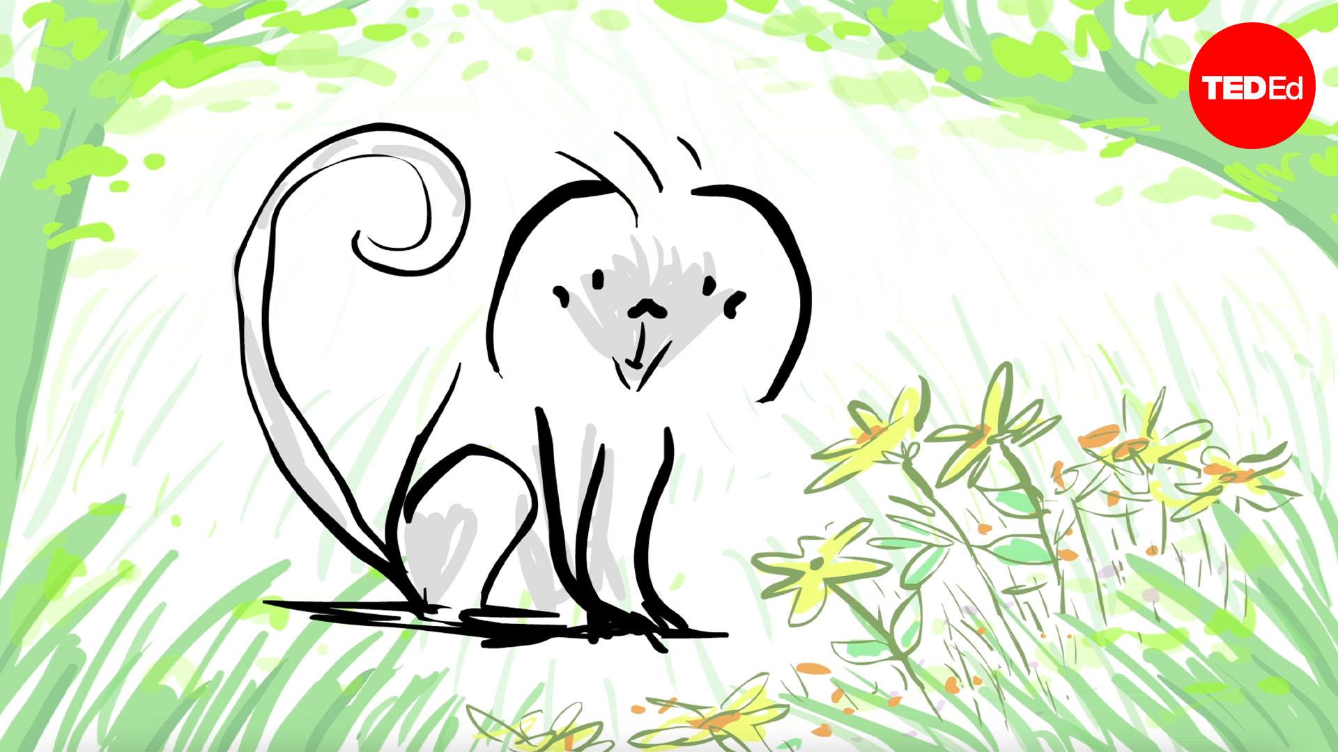 Anne Savage: How to speak monkey: The language of cotton-top tamarins ...