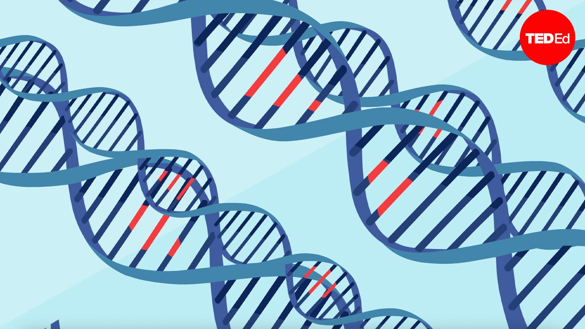 Monica Menesini: What happens when your DNA is damaged? | TED Talk