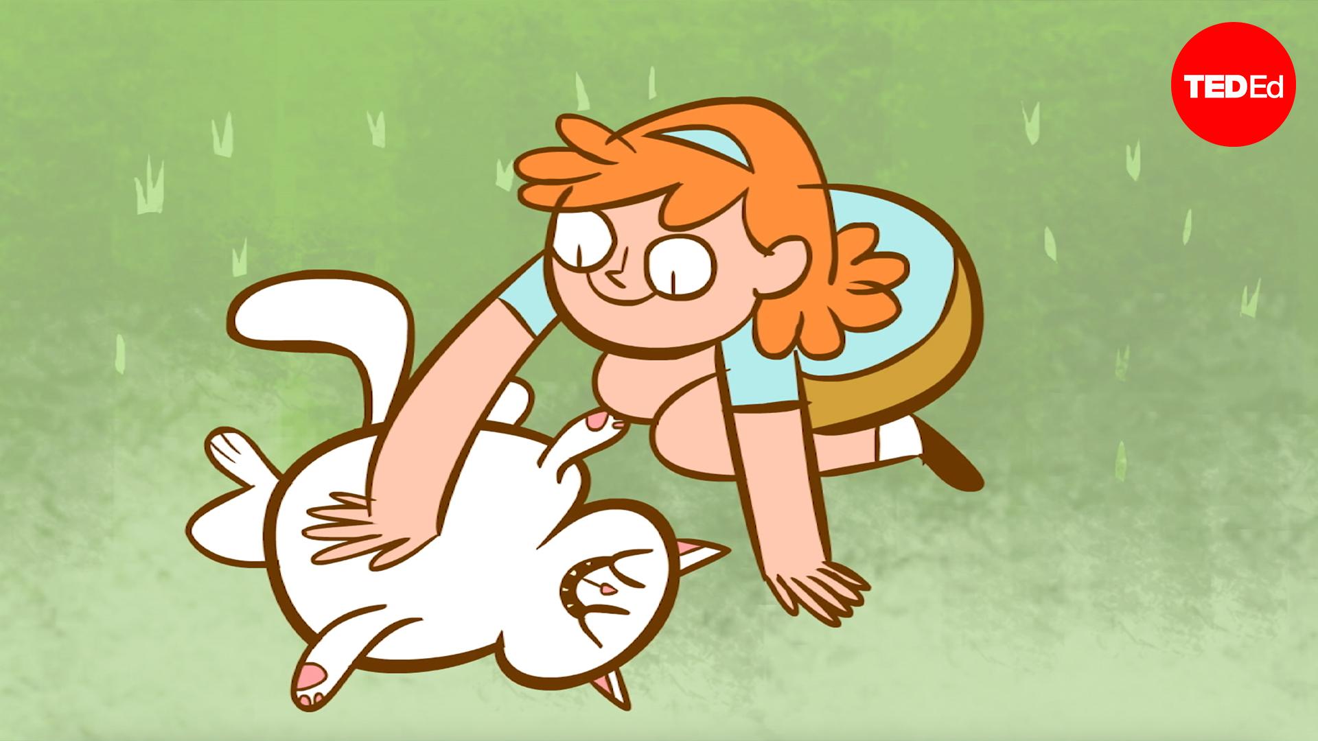 Jaap de Roode: Is there a disease that makes us love cats? | TED Talk