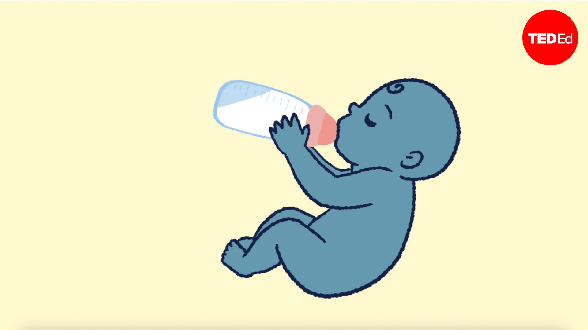 Jonathan J. O'Sullivan: The science of milk | TED Talk