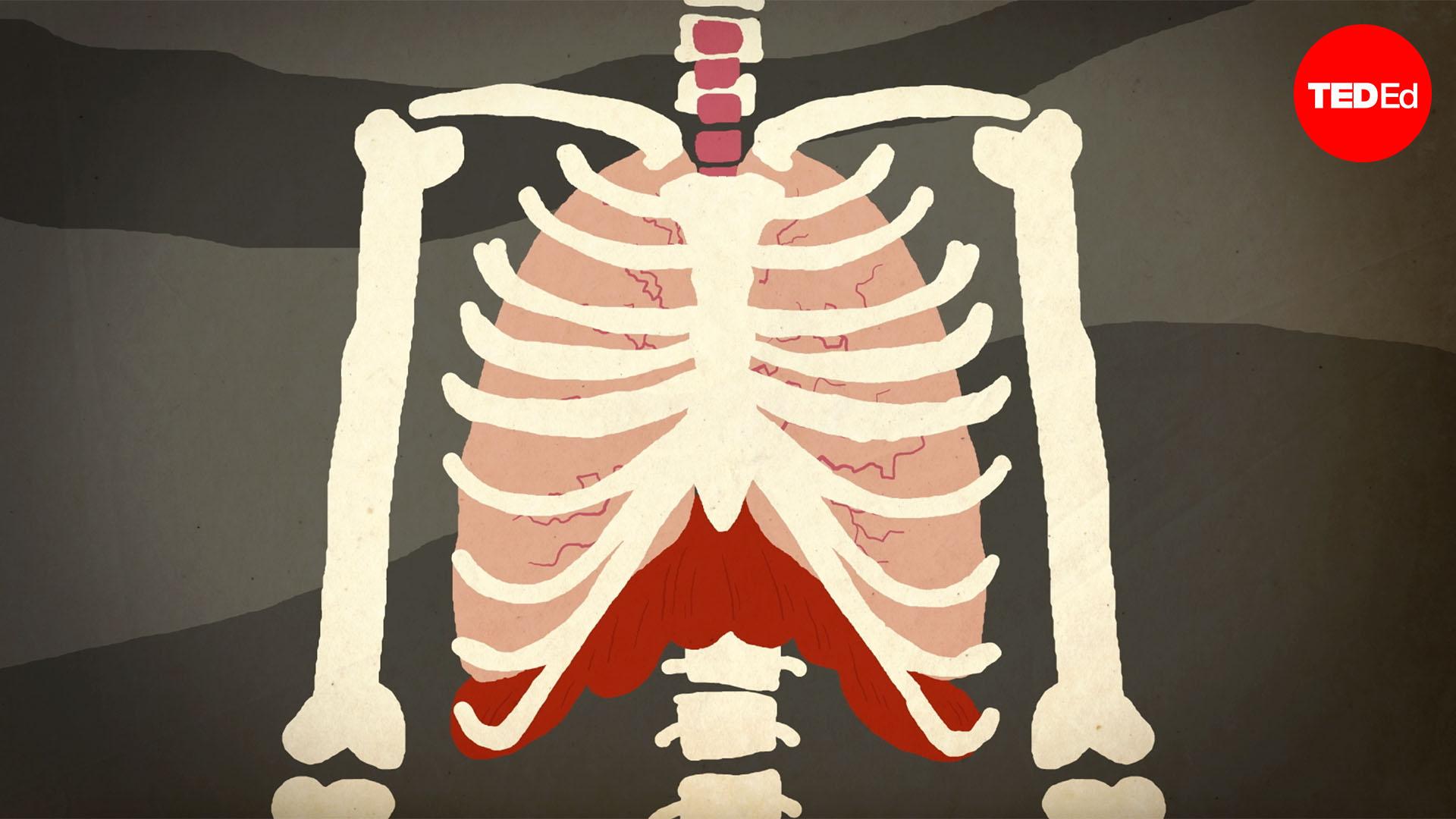 Enda Butler: Oxygen's surprisingly complex journey through your body ...