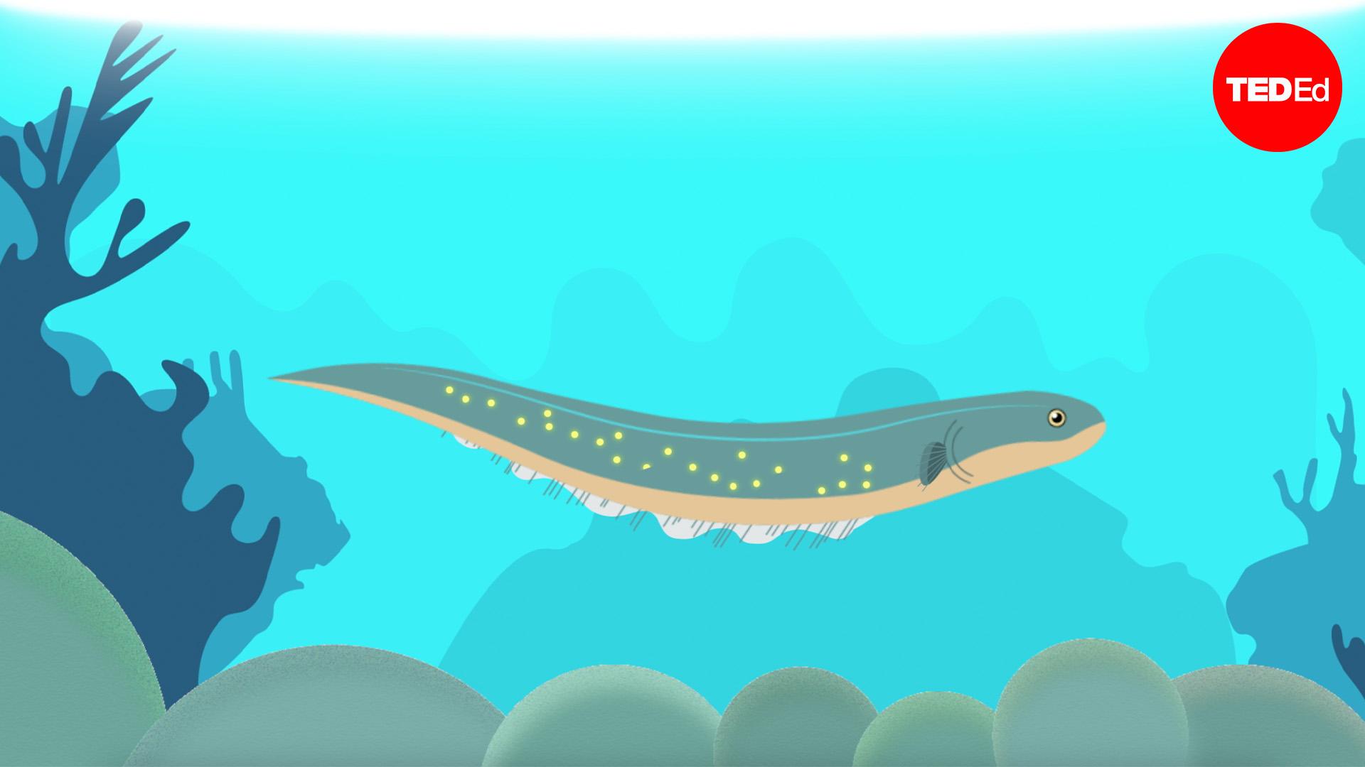 Eleanor Nelsen: How do fish make electricity? | TED Talk