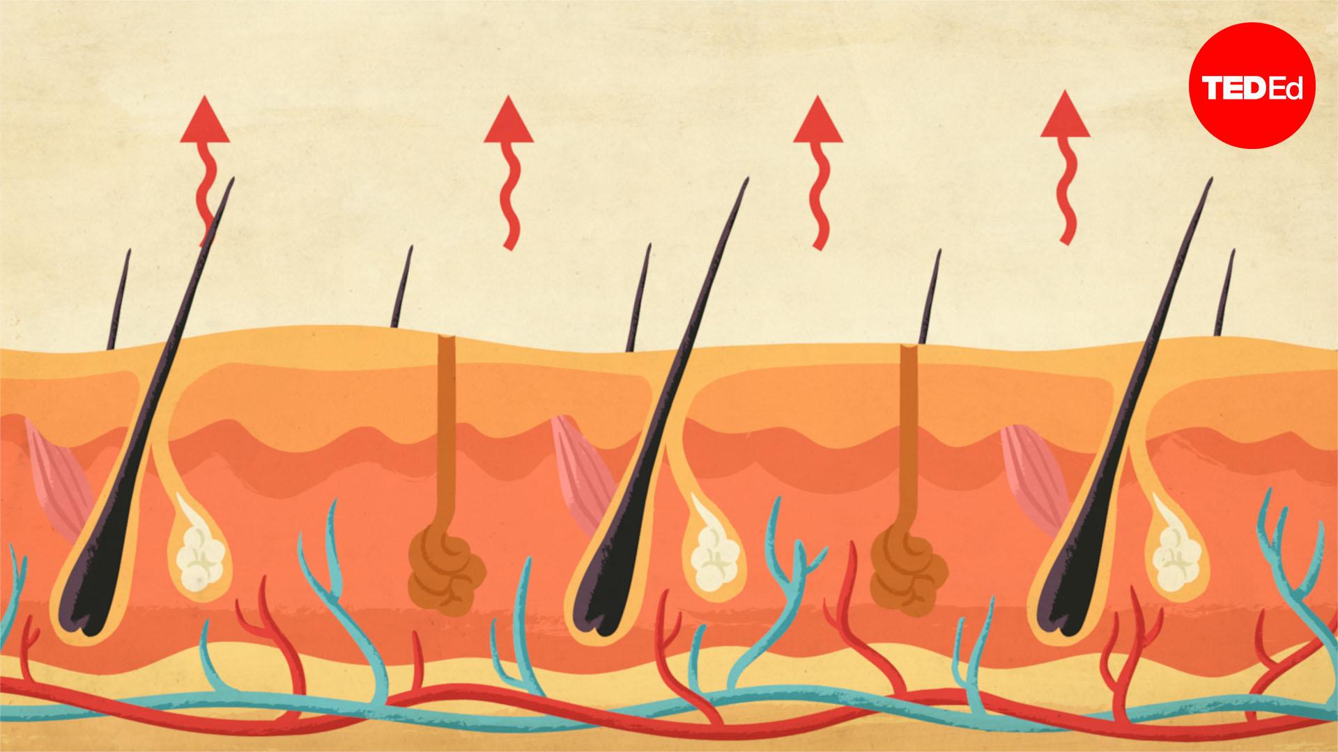 Emma Bryce: The science of skin | TED Talk