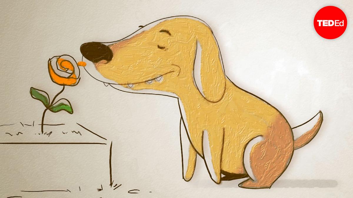 Alexandra Horowitz: How do dogs "see" with their noses? | TED Talk