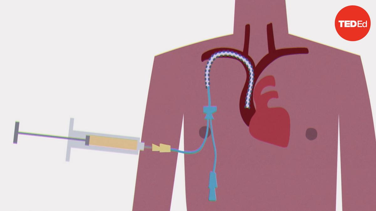 Melody Smith: How bones make blood | TED Talk