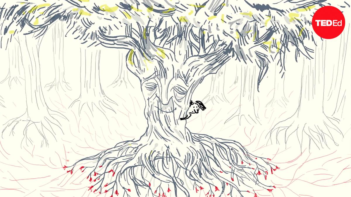 Camille Defrenne and Suzanne Simard: The secret language of trees | TED ...