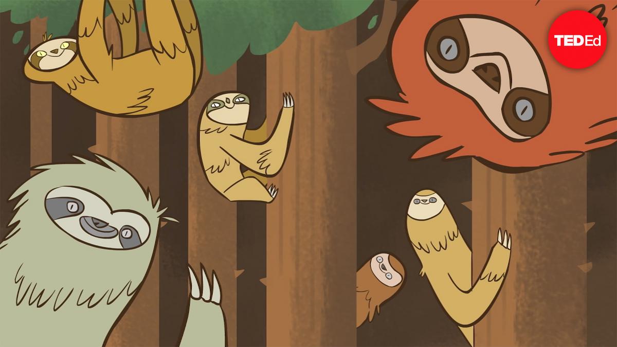 Kenny Coogan: Why are sloths so slow? | TED Talk