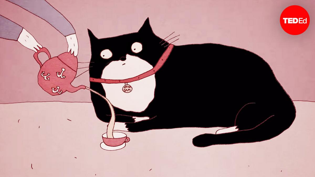 Eva-Maria Geigl: The history of the world according to cats | TED Talk