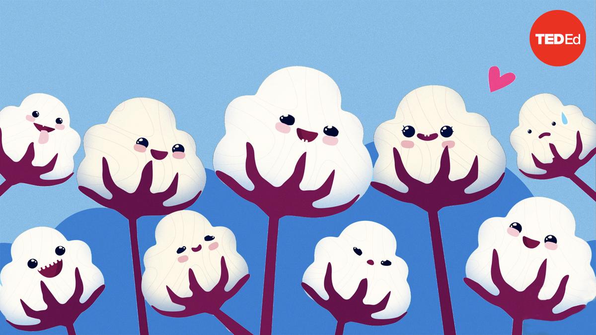 Michael R. Stiff: Why is cotton in everything? | TED Talk