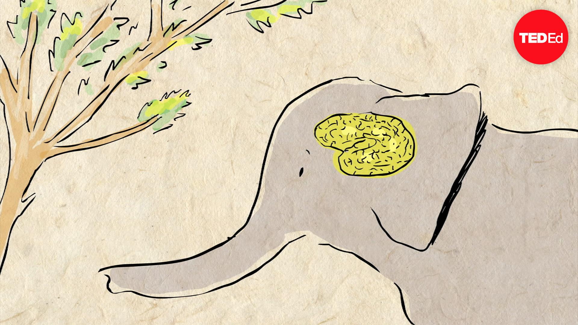 Alex Gendler: Why elephants never forget | TED Talk