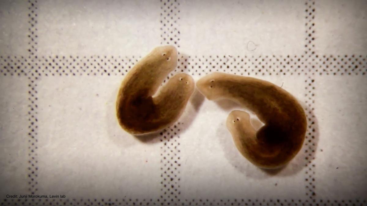 Michael Levin: The electrical blueprints that orchestrate life | TED Talk