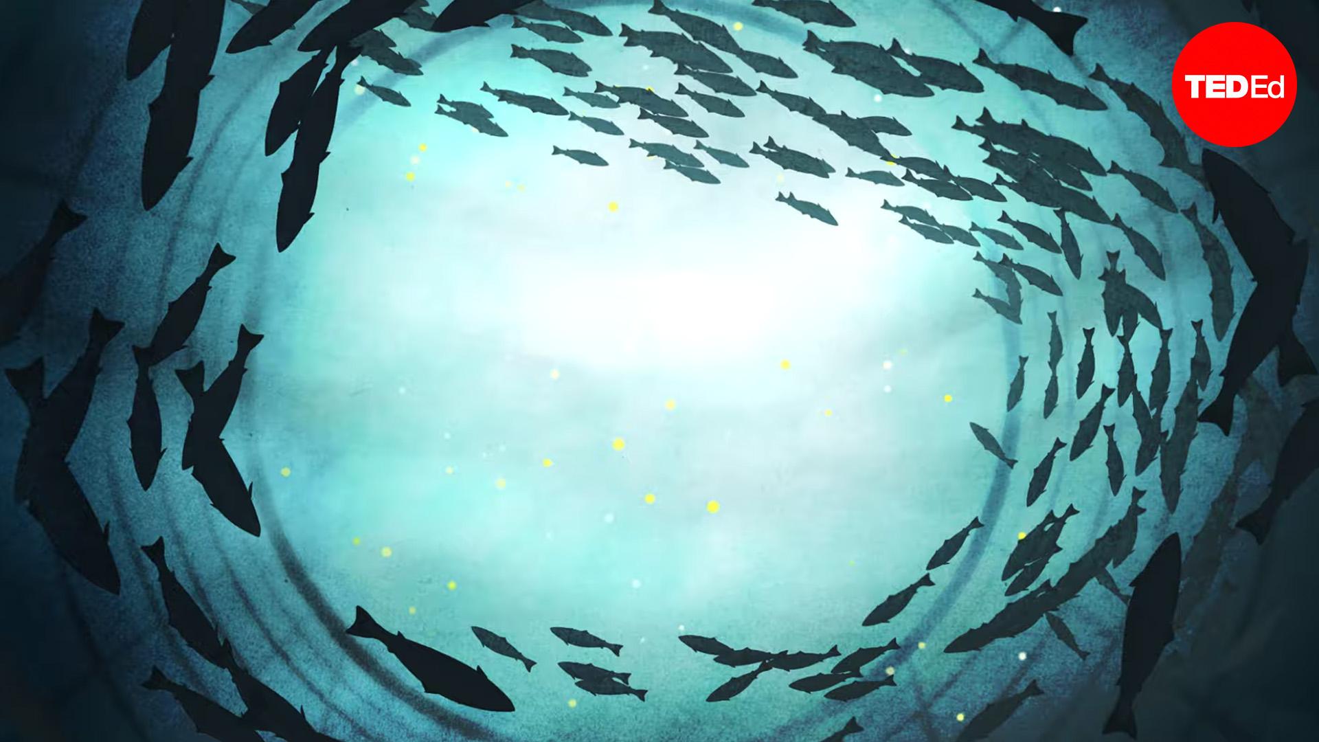 Ayana Elizabeth Johnson and Megan Davis: Underwater farms vs. climate ...