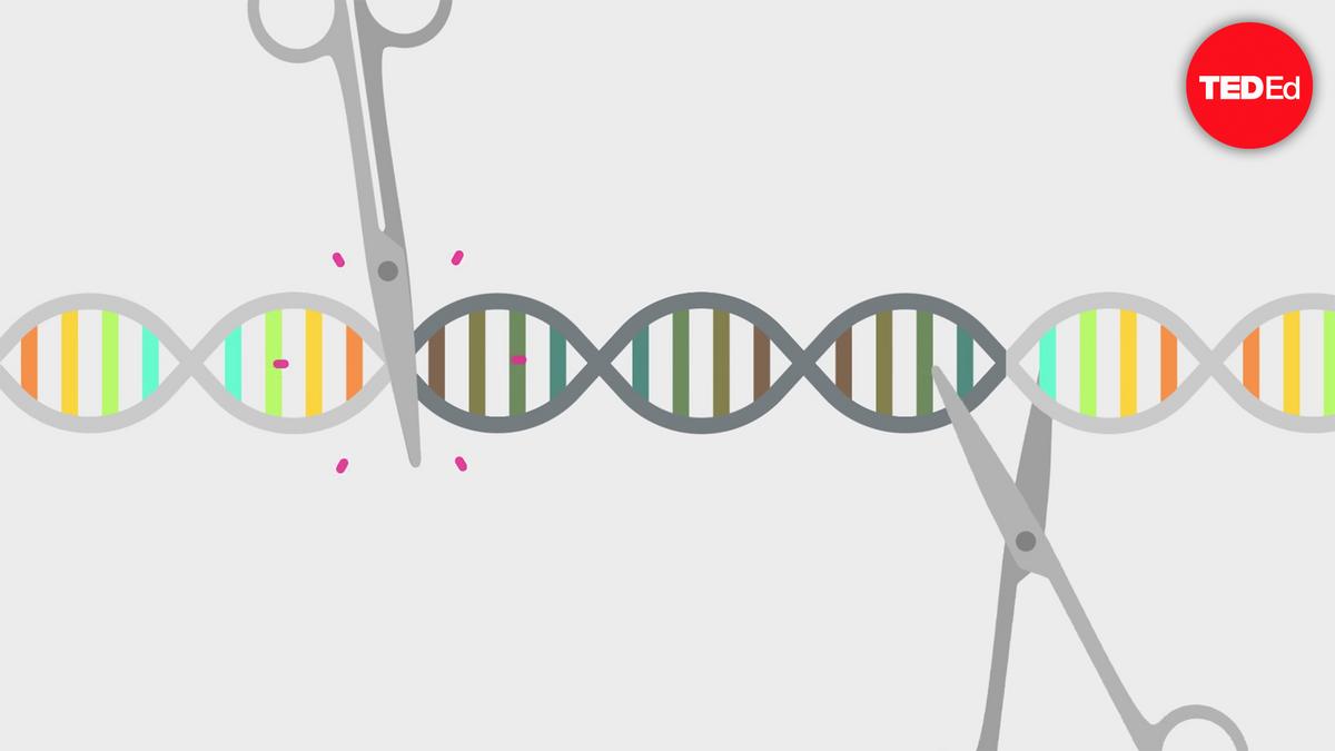 Janet Iwasa: Why it's so hard to cure HIV/AIDS | TED Talk