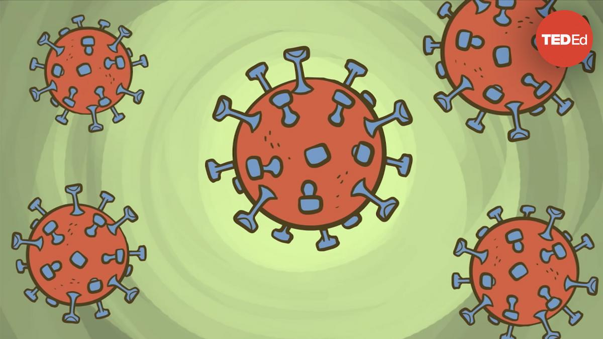 Elizabeth Cox: What is a coronavirus? | TED Talk