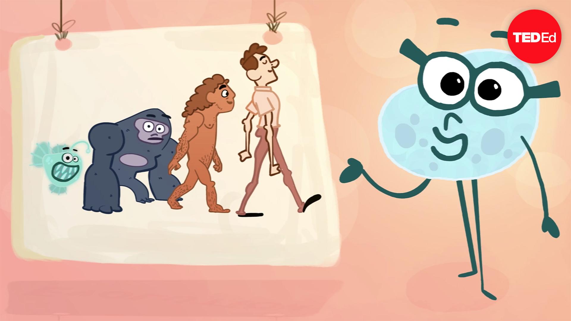 Alex Gendler: Myths and misconceptions about evolution | TED Talk