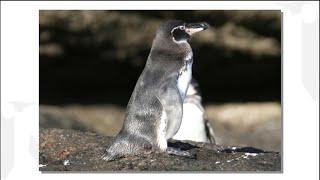 Dyan deNapoli: Can Penguins Survive Anthropogenic Climate Change? | TED ...