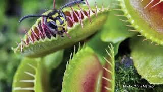 Giulia Rocca: The underrated world of plants | TED Talk