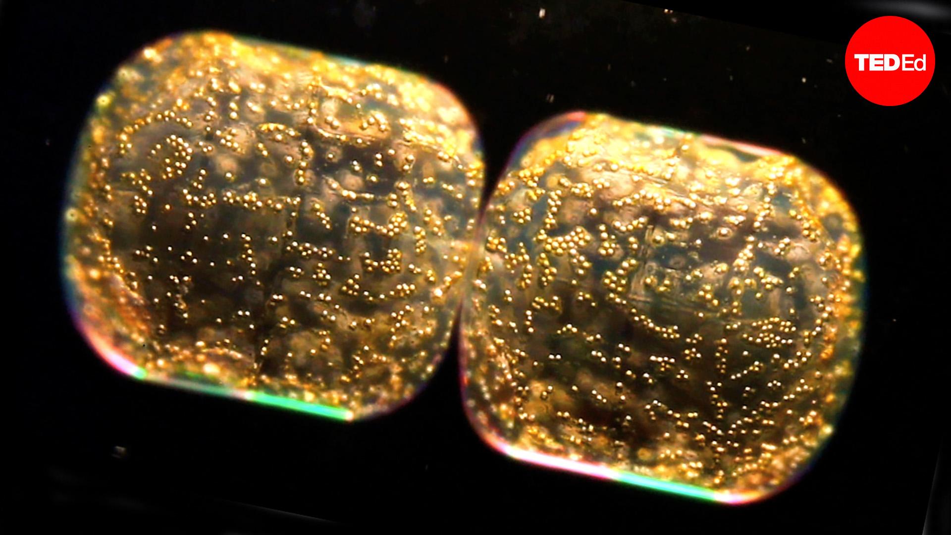 Tierney Thys and Plankton Chronicles Project: The secret life of ...