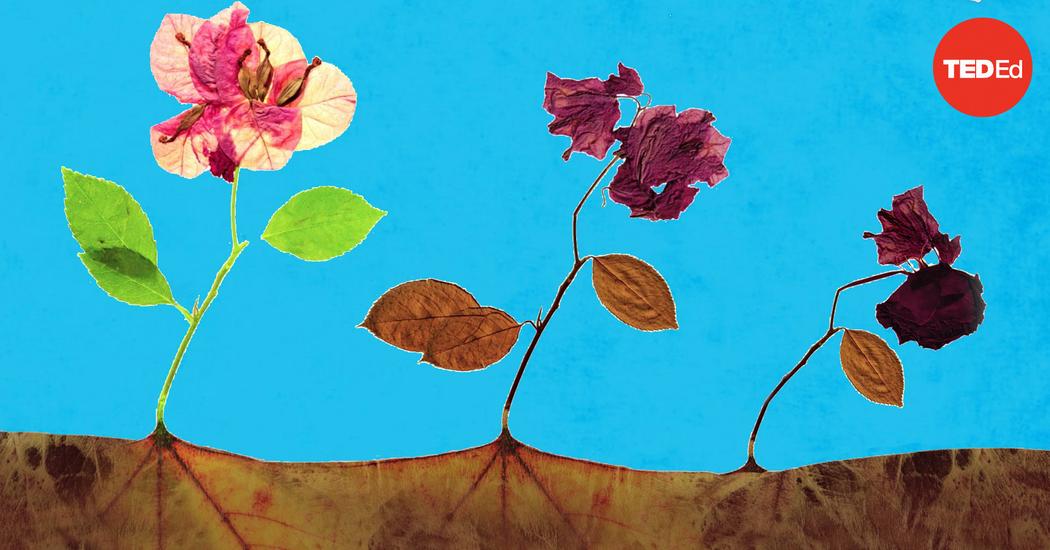 John C. Moore and Eric Berlow: Dead stuff: The secret ingredient in our ...