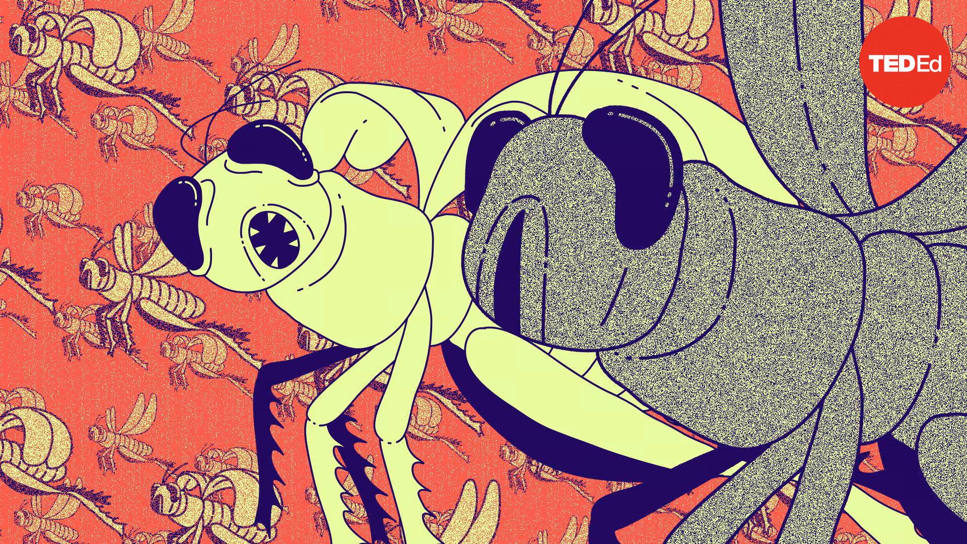 Maria R. D’Orsogna: Why do animals form swarms? | TED Talk