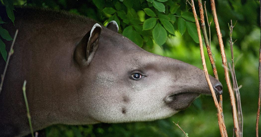 Patrícia Medici: The coolest animal you know nothing about ... and how ...