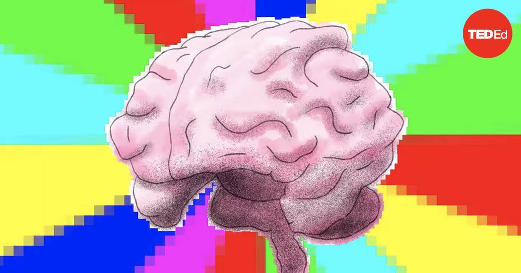 Elizabeth Waters: The left brain vs. right brain myth | TED Talk