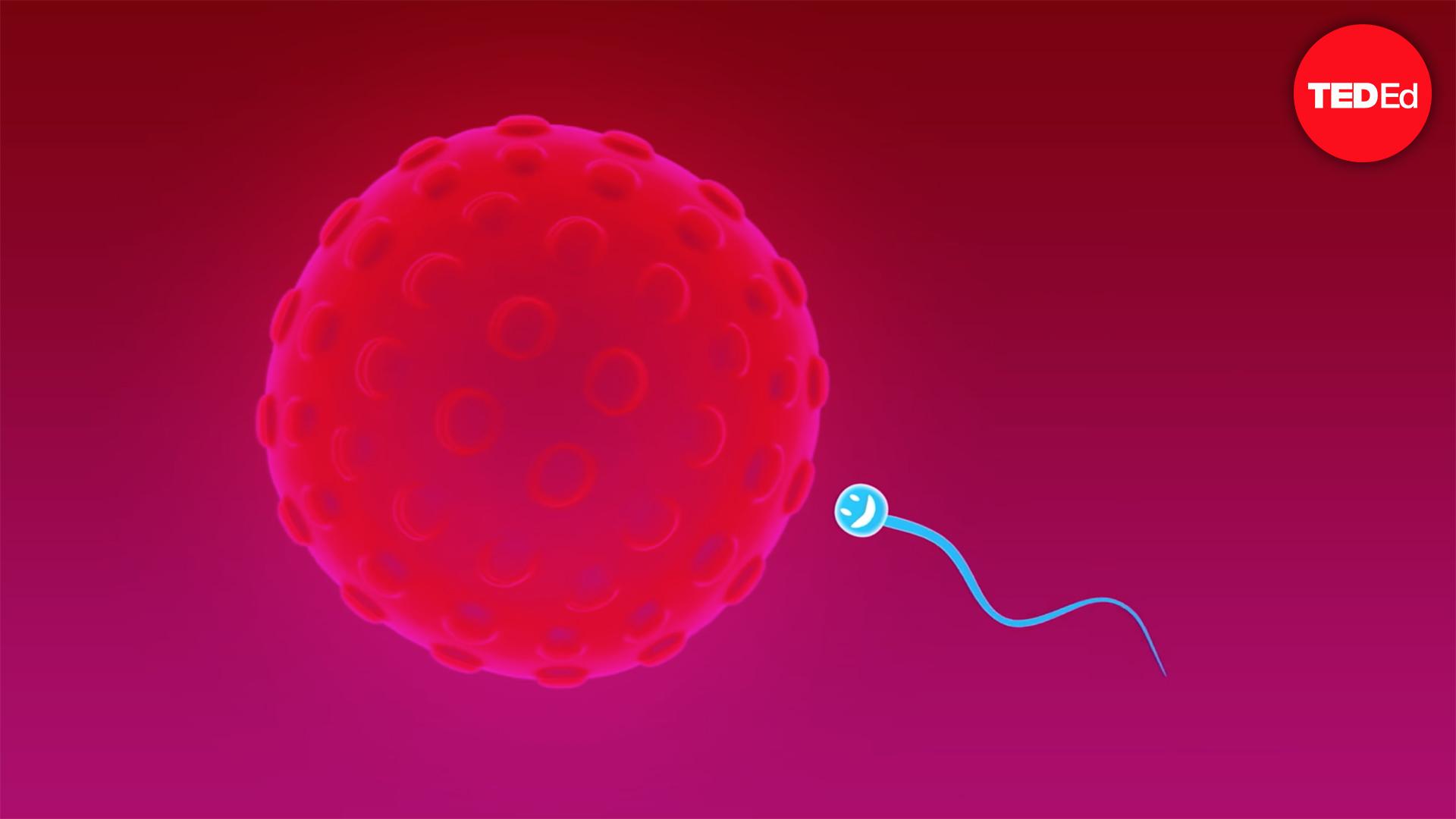 NWHunter: How do contraceptives work? | TED Talk