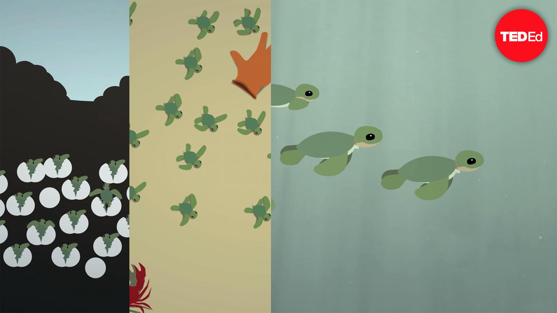 Scott Gass: The survival of the sea turtle | TED Talk