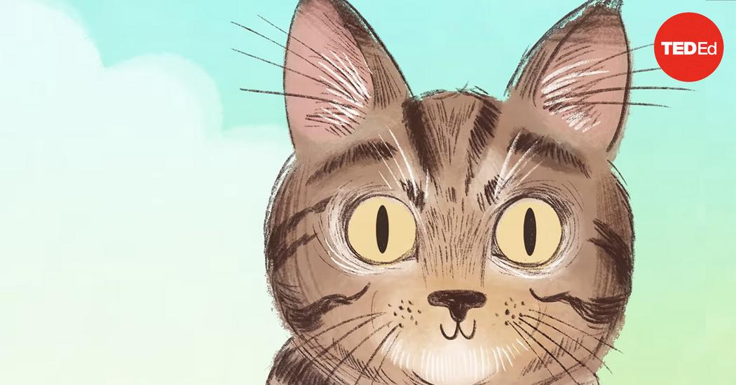 Emma Bryce: Why do cats have vertical pupils? | TED Talk