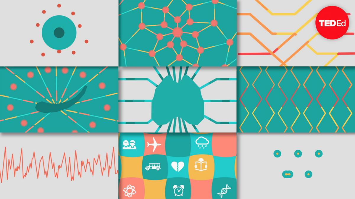 Shai Marcu: The benefits of a good night's sleep | TED Talk