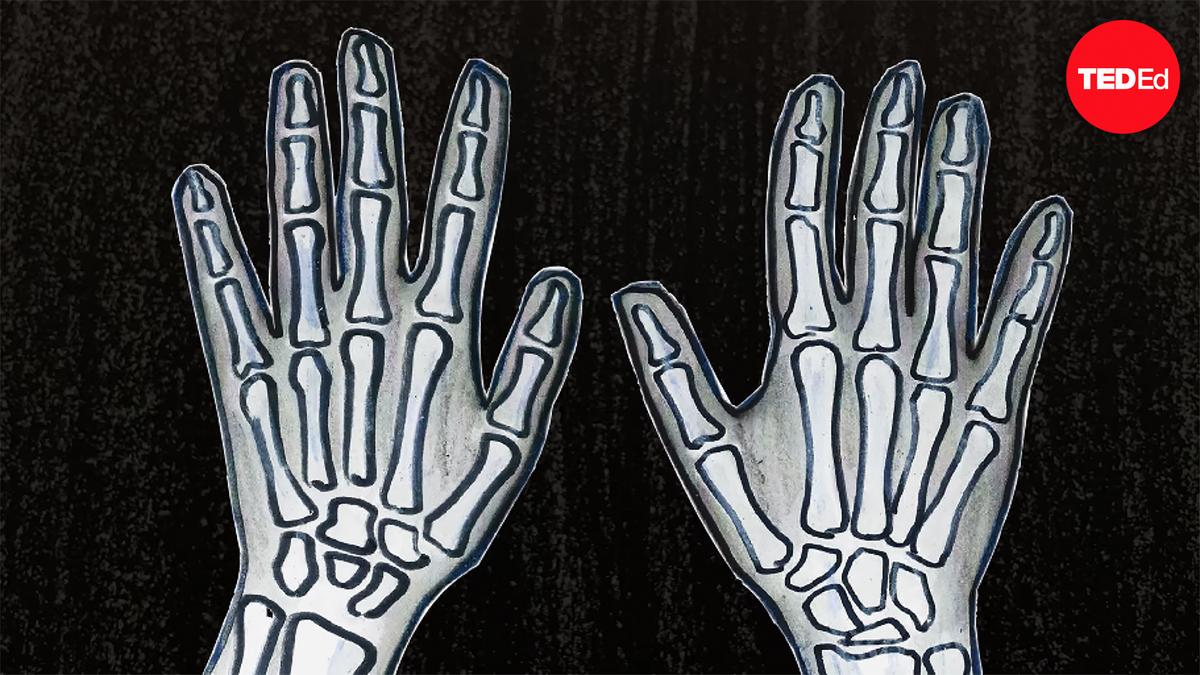 Eleanor Nelsen: Why do your knuckles pop? | TED Talk