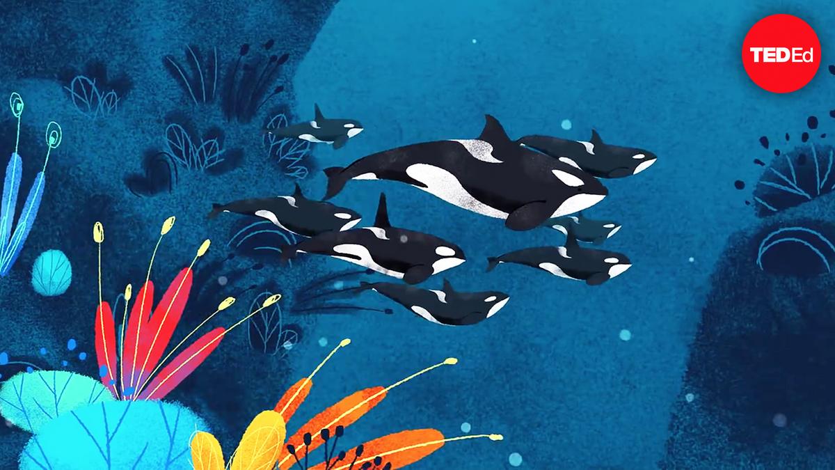 Darren Croft: Inside the killer whale matriarchy | TED Talk