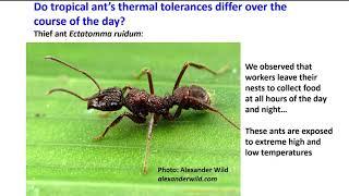 Sean O’Donnell: An ant odyssey | TED Talk