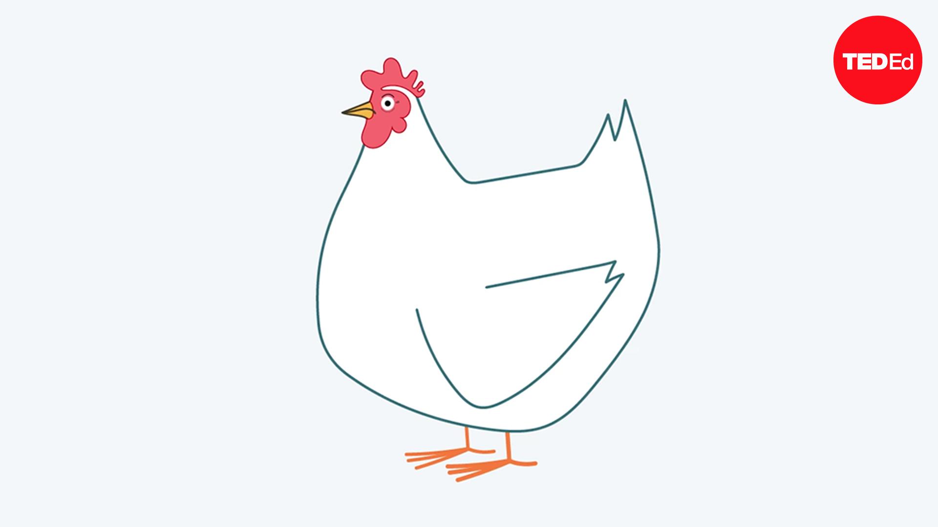 Chris A. Kniesly: History through the eyes of a chicken | TED Talk