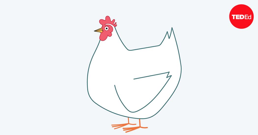 Chris A. Kniesly: History through the eyes of a chicken | TED Talk