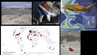 Sora Kim: Shark Teeth: Sentinels of Climate Change | TED Talk