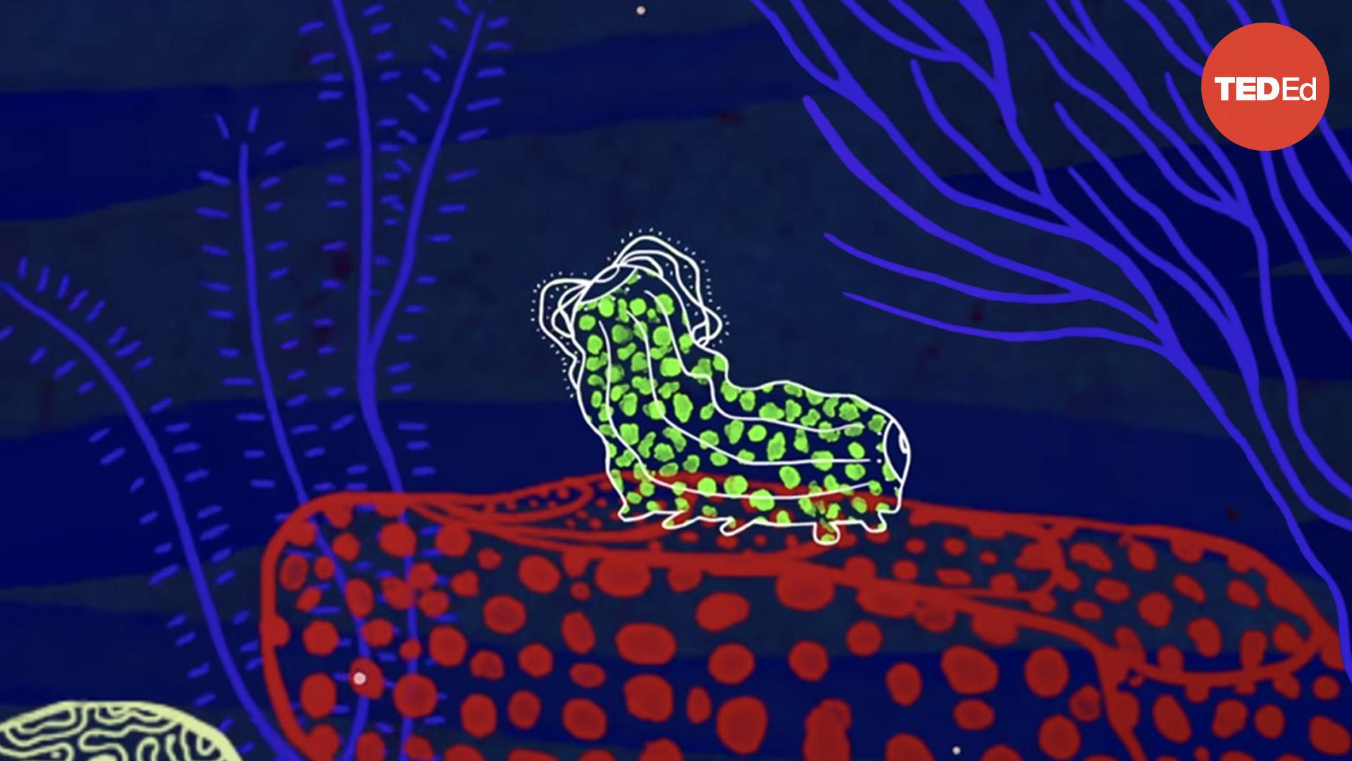 Cella Wright: This sea creature breathes through its butt | TED Talk