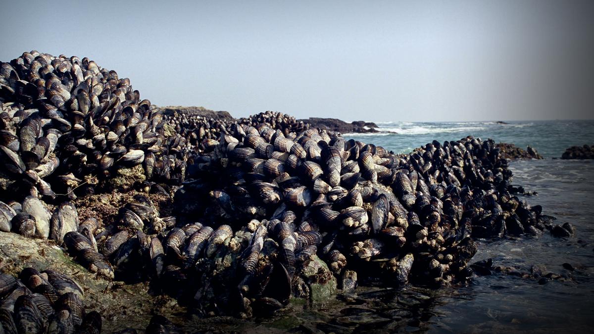 Jonathan Wilker: What sticky sea creatures can teach us about making ...