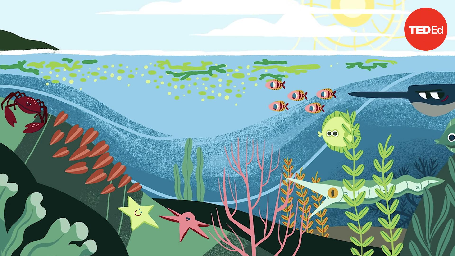 Kate Slabosky: Can the ocean run out of oxygen? | TED Talk