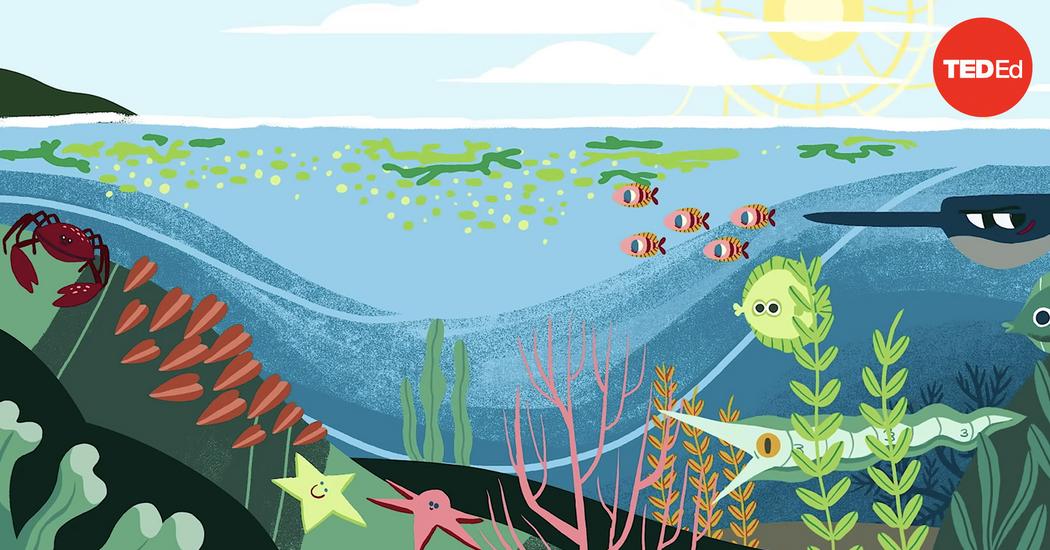 Kate Slabosky: Can the ocean run out of oxygen? | TED Talk