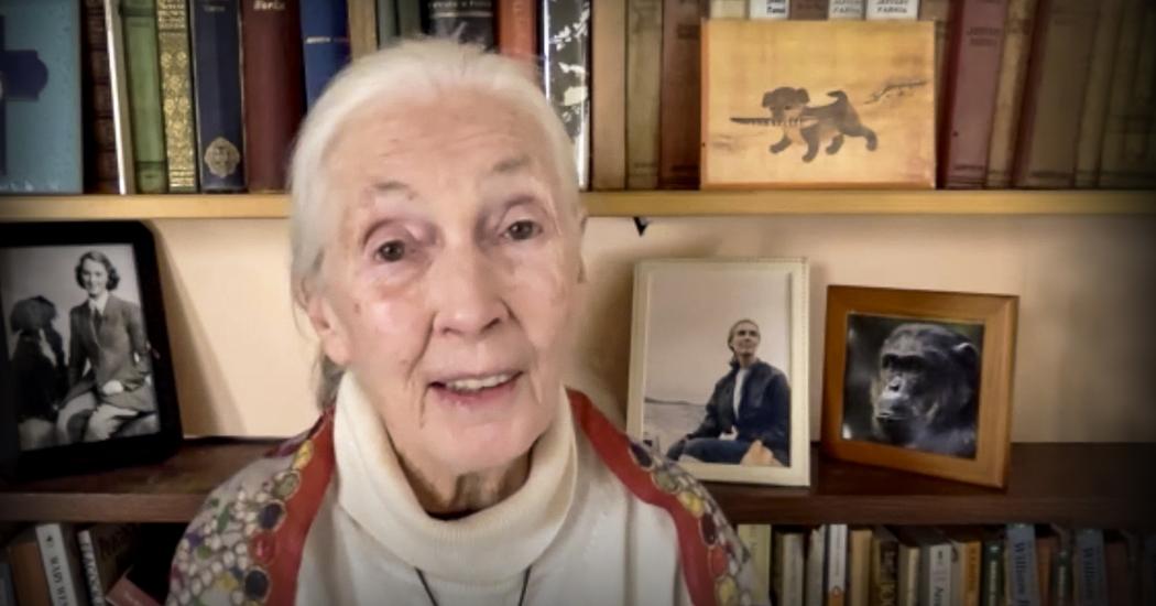 Jane Goodall: Every day you live, you impact the planet | TED Talk